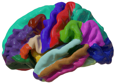 3D Brains in Blender | Maarten Poirot